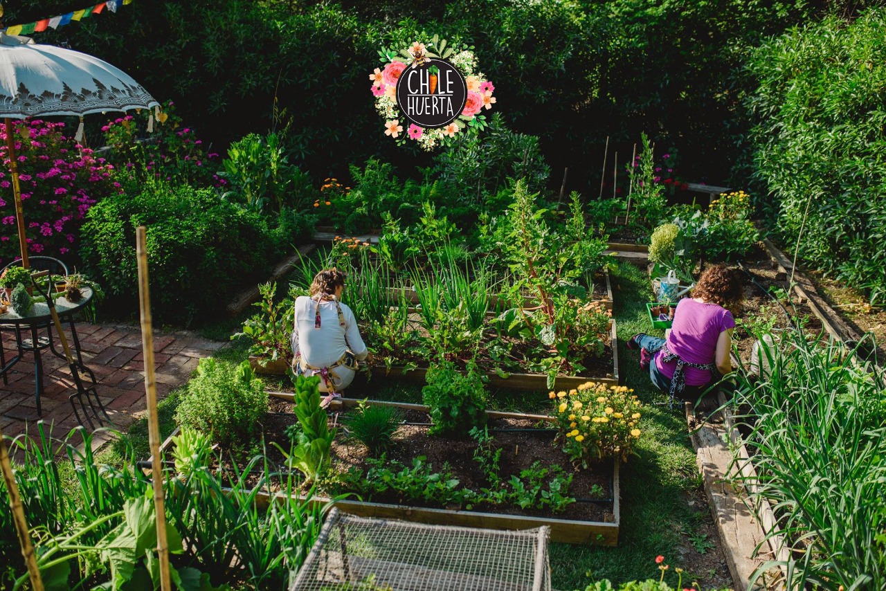 5 pasos para comenzar tu huerta orgánica - Chile Huerta