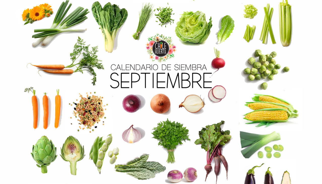 Chile Huerta - Huerta Orgánica, Talleres, Huertas Ensambladas, Mini ...