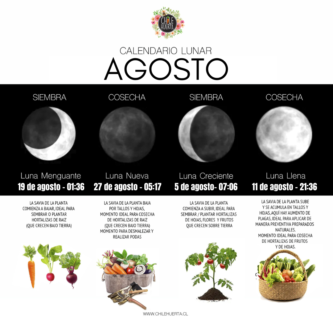 Calendario Lunar - Agosto 2022 - Chile Huerta