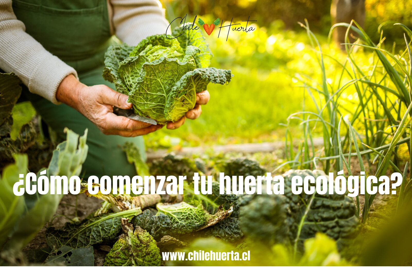 ¿Cómo iniciar tu huerta ecológica? - Chile Huerta