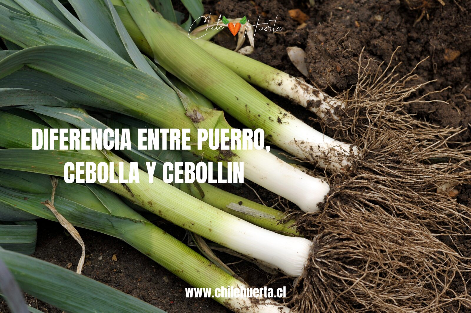 Diferencia entre el Puerro, la Cebolla y el Cebollín - Chile Huerta