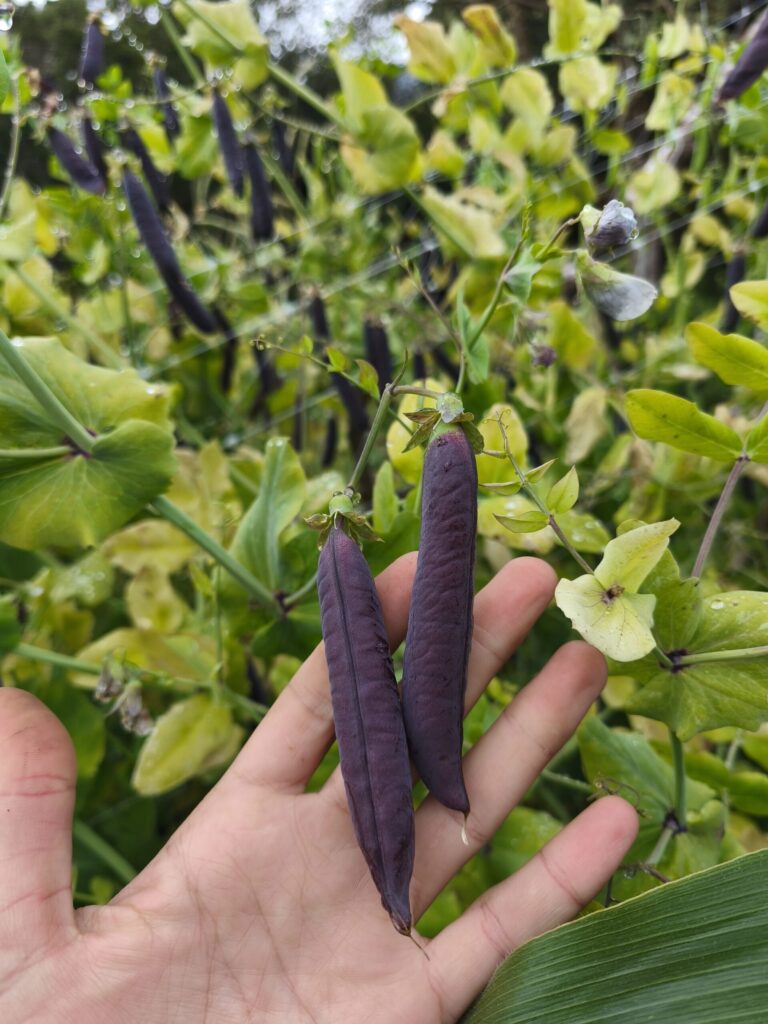 Semilla Arveja de Guia Mix - Chile Huerta