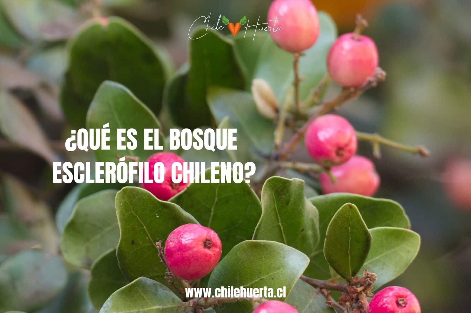 Que es el bosque esclerofilo chileno - Chile Huerta