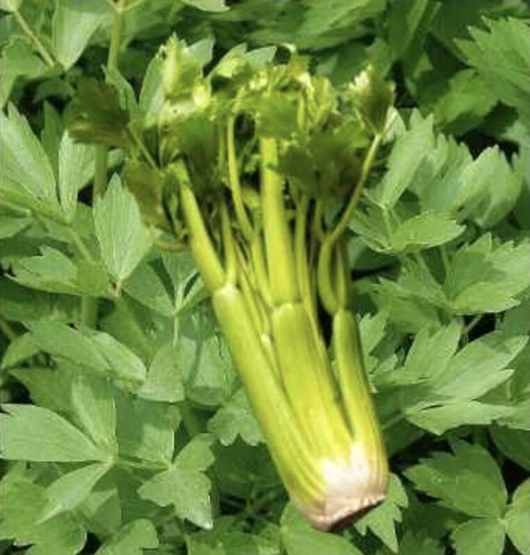 Semilla Apio Penca Blanca - Chile Huerta