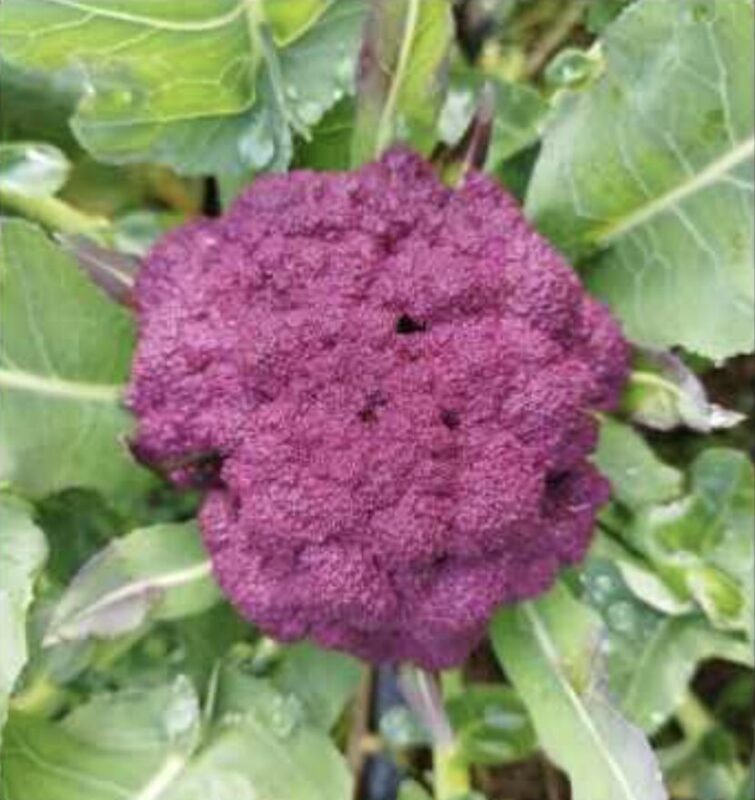 Semilla Coliflor Morada - Chile Huerta