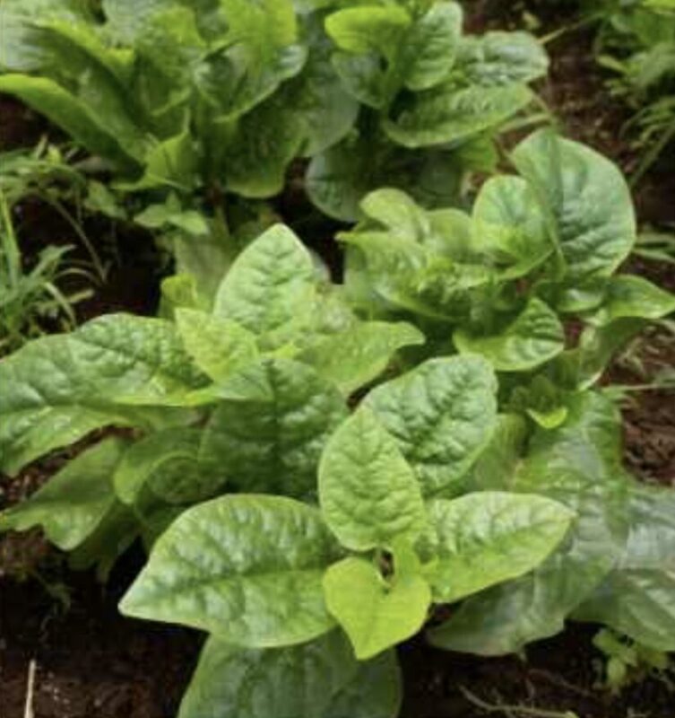 Semilla Espinaca Matador - Chile Huerta