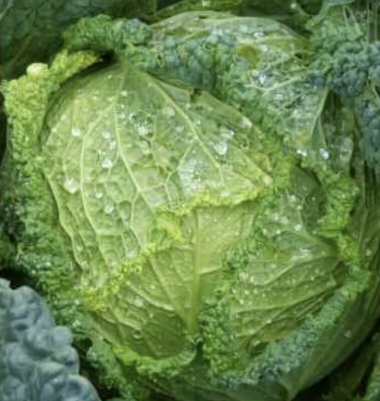Semilla Repollo Crespo - Chile Huerta