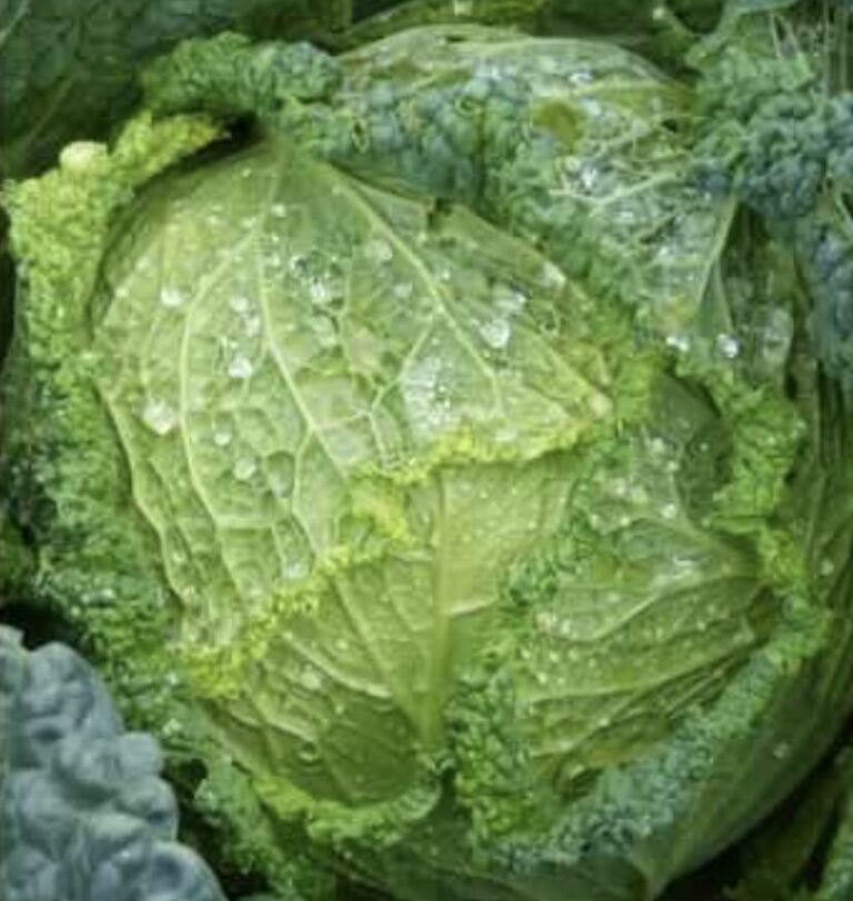 Semilla Repollo Crespo - Chile Huerta