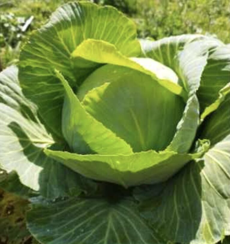 Semilla Repollo Quintal - Chile Huerta